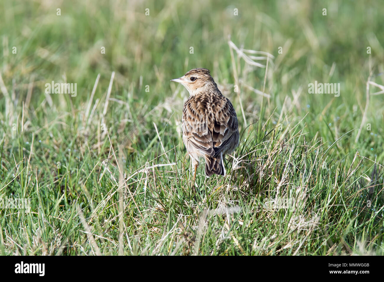 Male Skylark in the grass of Elmley nature reserve Stock Photo - Alamy
