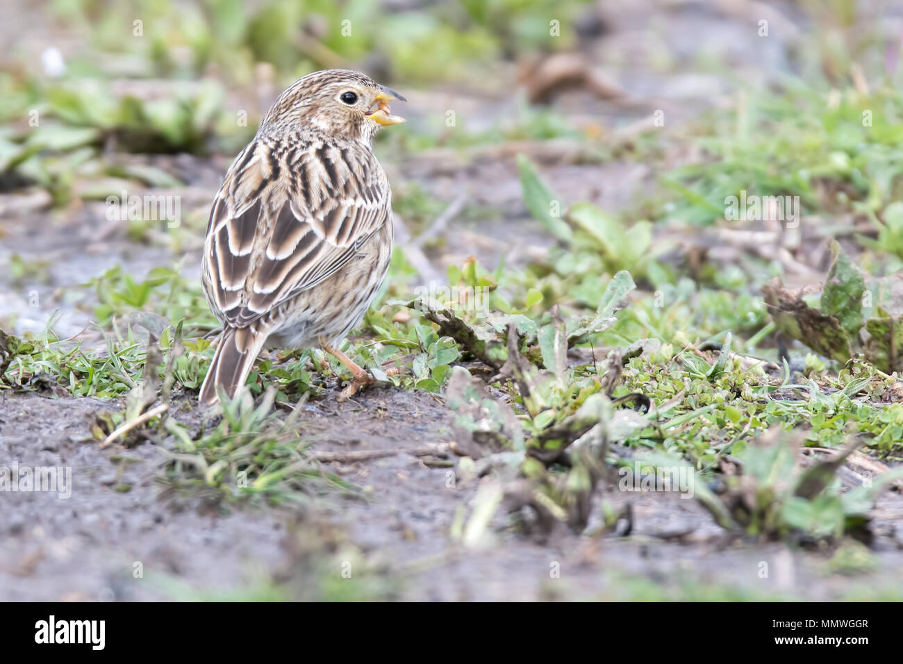 Bunting bird image hi-res stock photography and images - Alamy