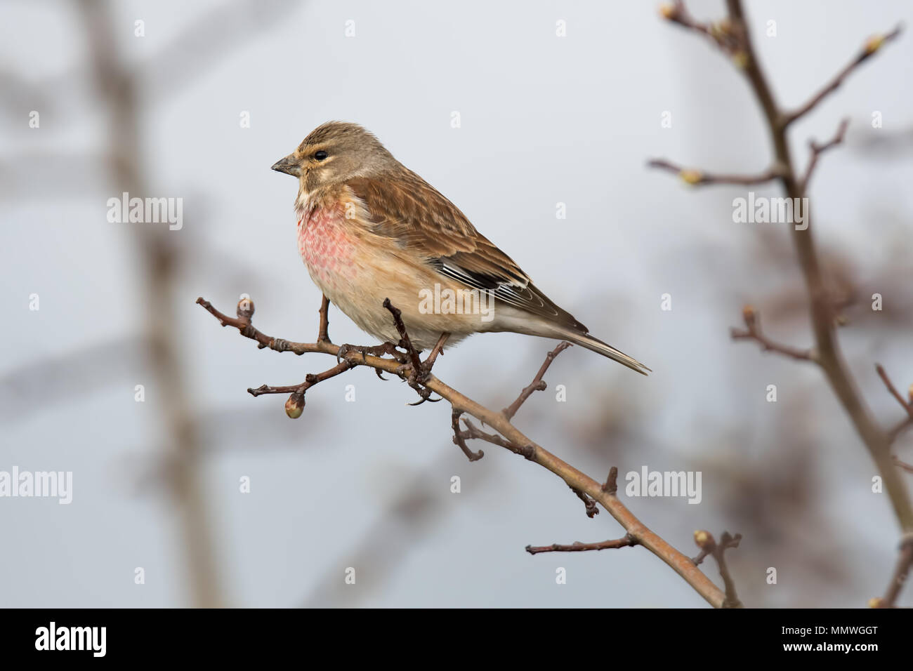 English finches hi-res stock photography and images - Alamy
