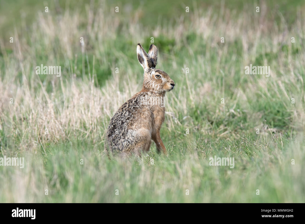 Brown Hare sitting upright Stock Photo - Alamy