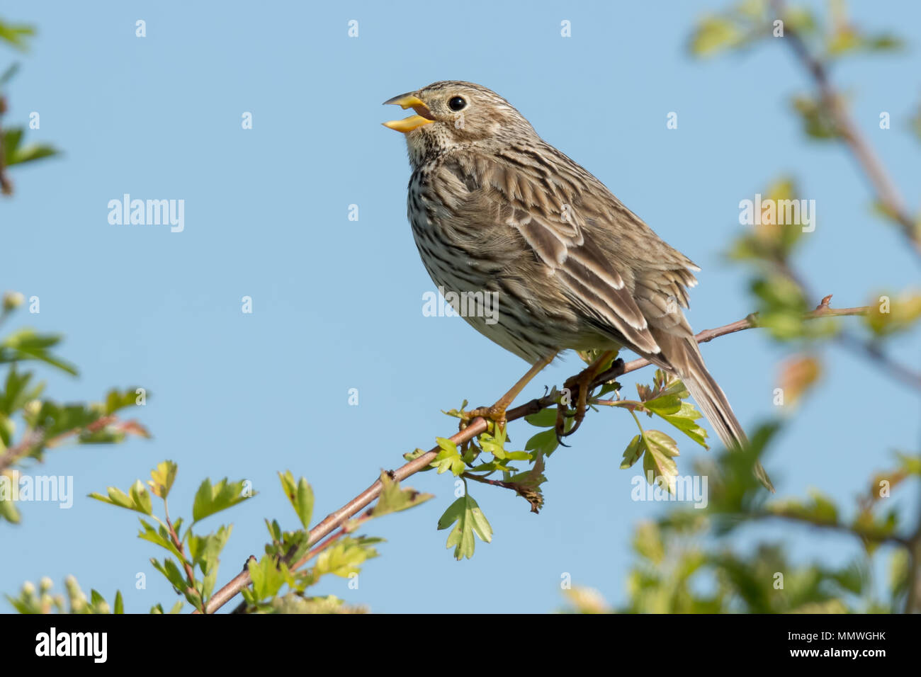 Bunting bird image hi-res stock photography and images - Alamy