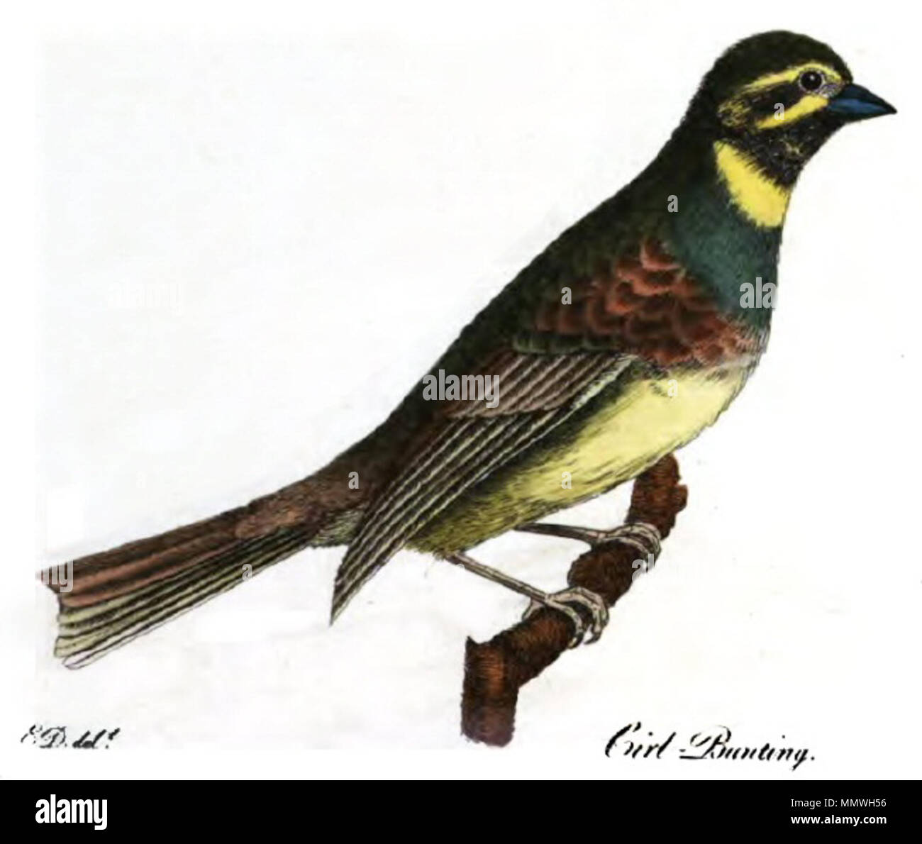 Classification in avian taxonomy Cut Out Stock Images & Pictures - Alamy