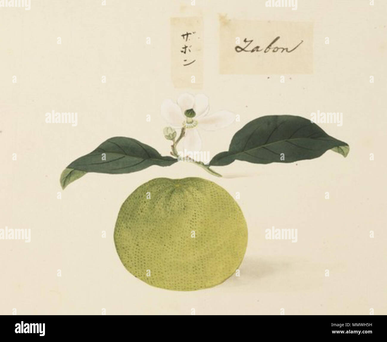 Citrus maxima illustration hi-res stock photography and images - Alamy