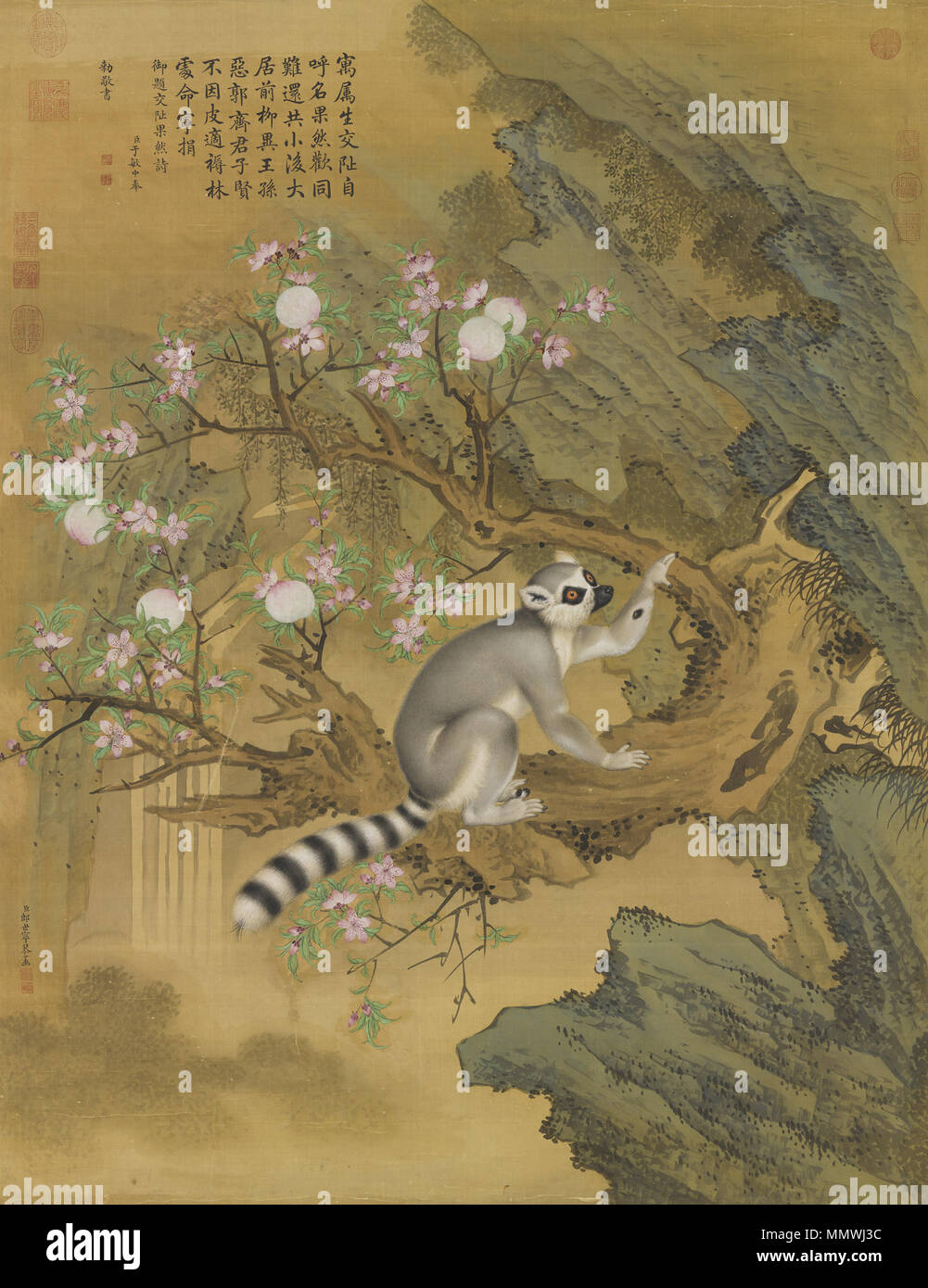 English: Cochin Lemur ??: ??????? . 1761. Cochin Lemur Stock Photo - Alamy