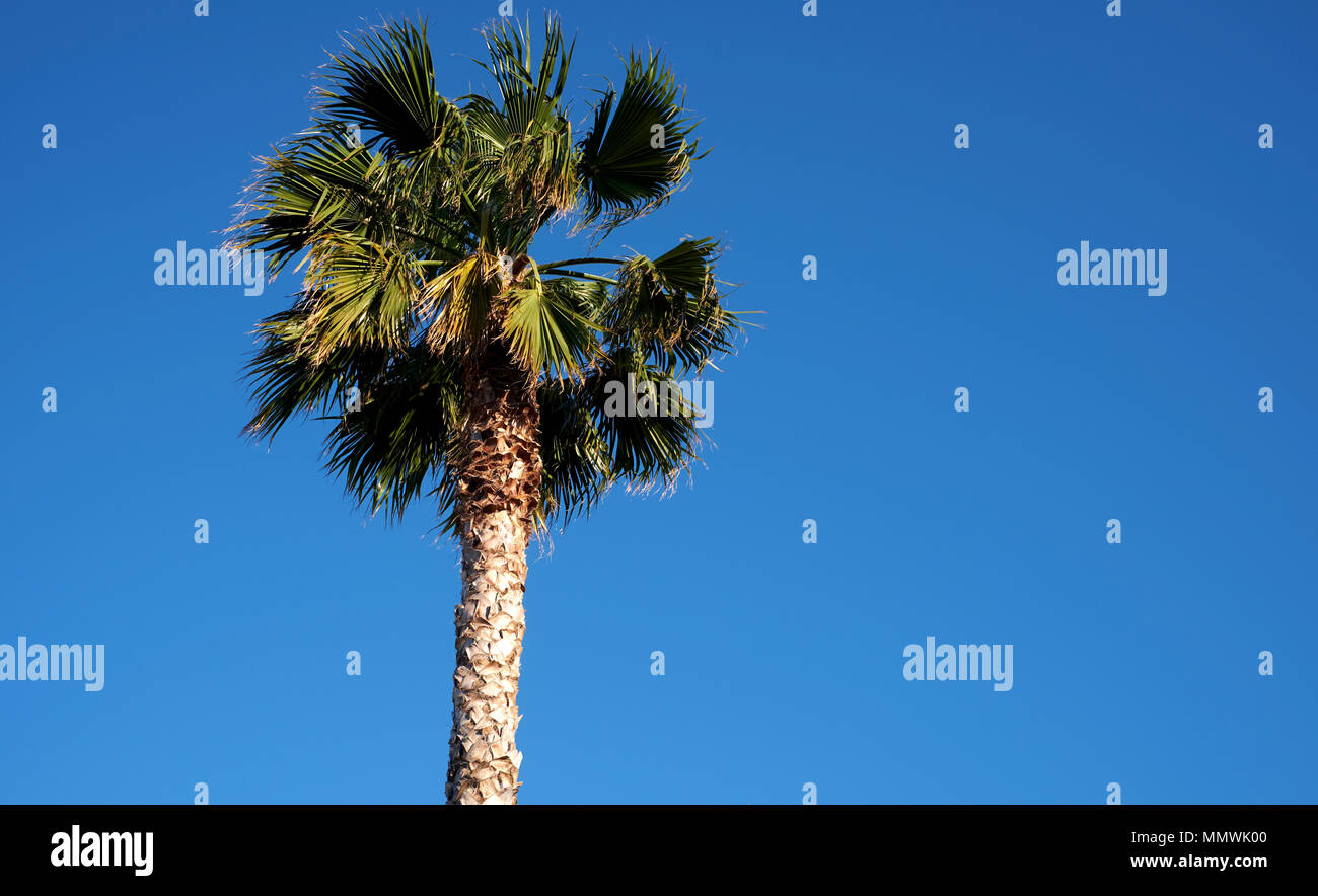 Palm tree in subtropical climate Stock Photo - Alamy