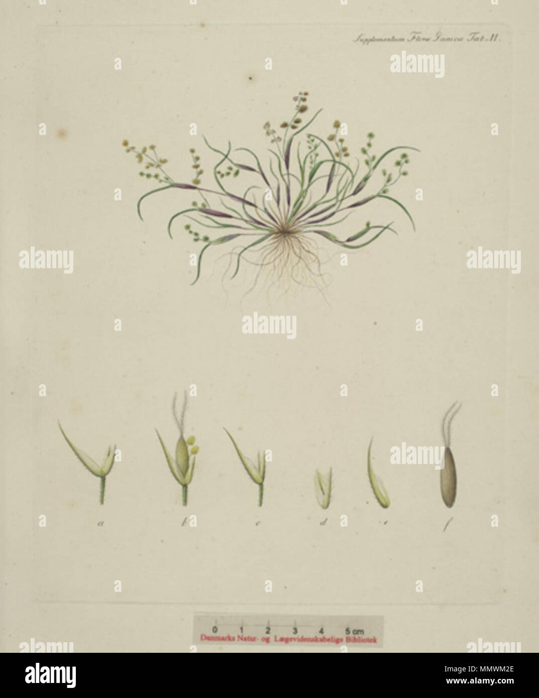 Coleanthus subtilis hi-res stock photography and images - Alamy