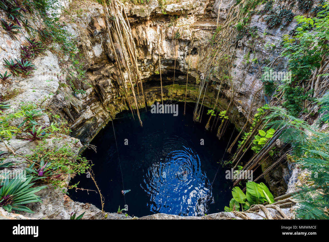 Cenote San Lorenzo Oxman near Valladolid, Yucatan, Mexico. Swimming and ...