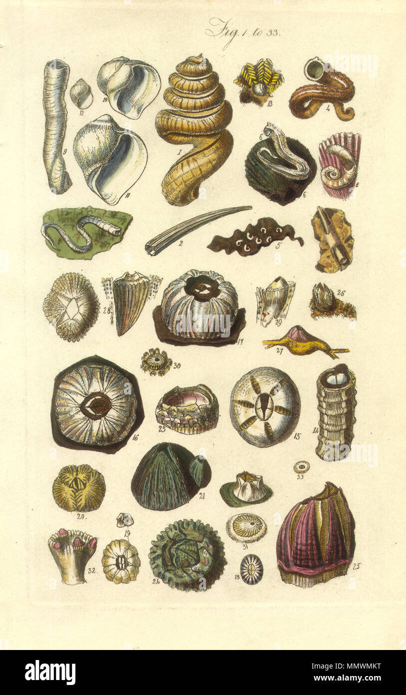 Spondylus americanus hi-res stock photography and images - Alamy