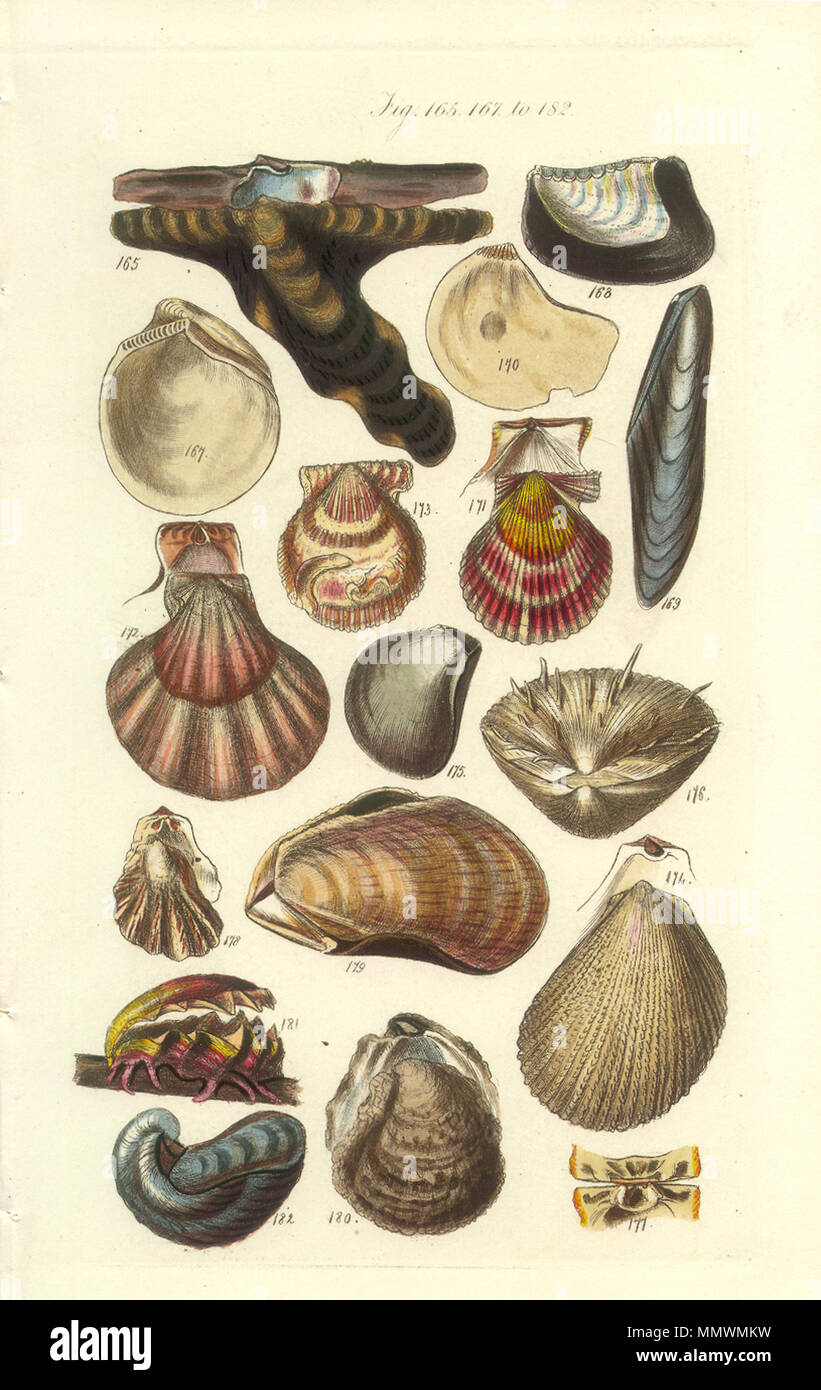 . English: Conchological Manual Plate 10. Clam, scallop and oyster ...