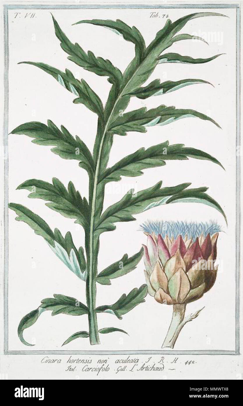 Cinara hi-res stock photography and images - Alamy