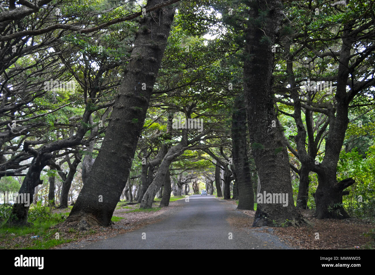 Avenue of pines hi-res stock photography and images - Alamy