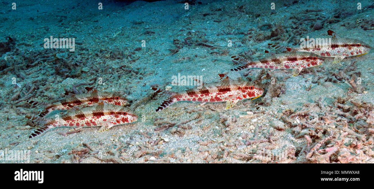 Freckled goatfish, Upeneus tragula, Seche Croissant, Noumea, New ...