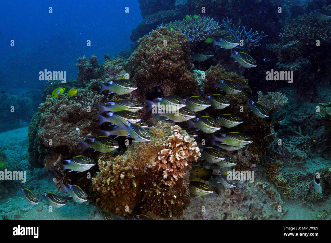 Two lined monocle bream scolopsis bilineatus hi-res stock photography ...