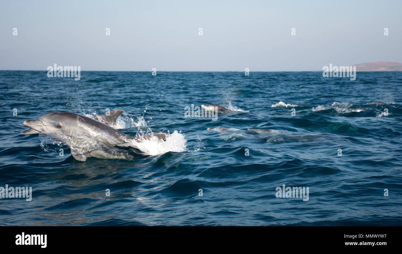 Indian Ocean Bottlenose Dolphin High Resolution Stock Photography and Images - Alamy