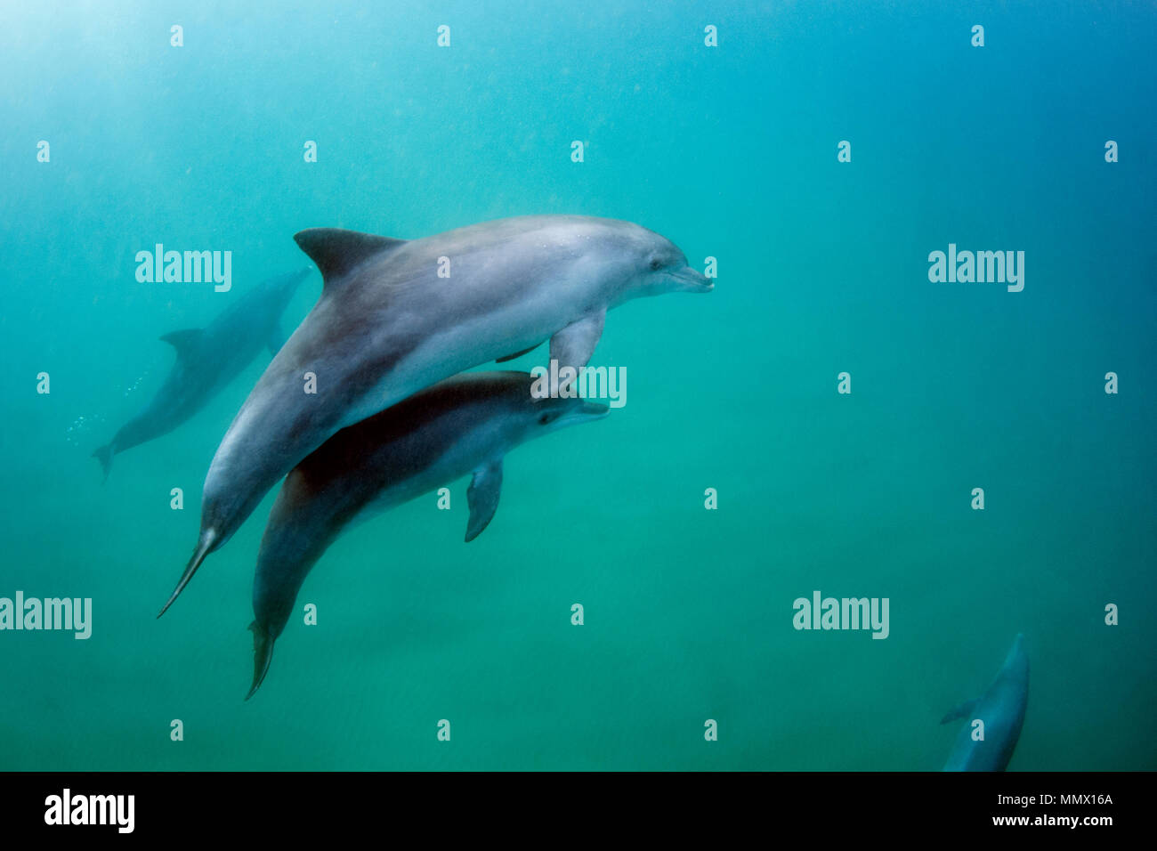 Indian ocean bottlenose dolphin tursiops aduncus hi-res stock ...