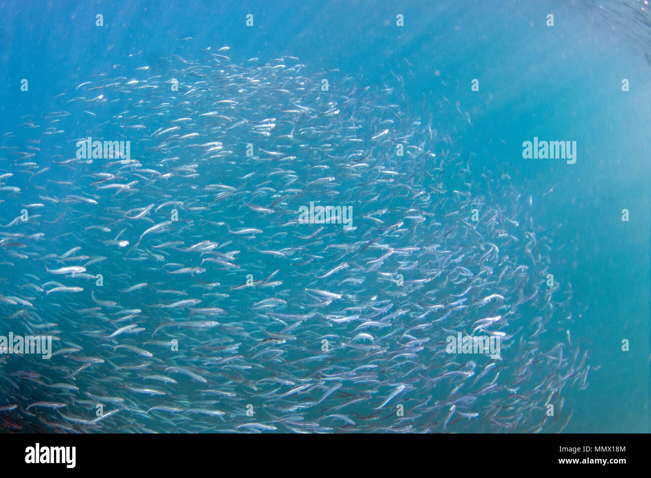 South africa fish species hi-res stock photography and images - Alamy