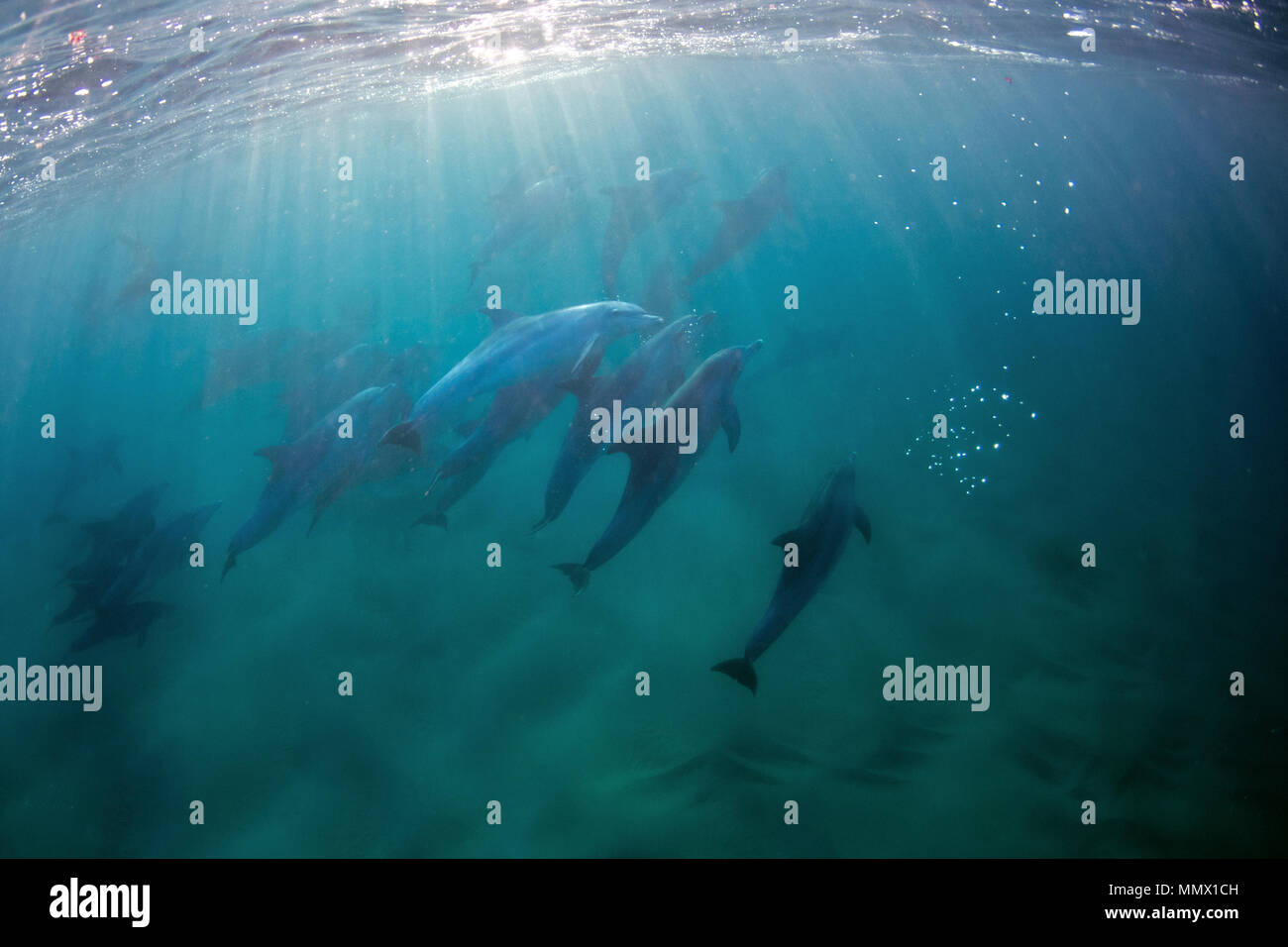 Bottlenose dolphins, Tursiops sp., Coffee Bay, Eastern Cape Wild Coast ...