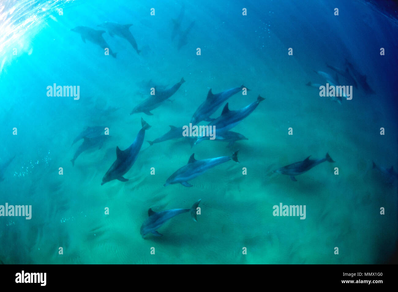 Bottlenose dolphins, Tursiops sp., Coffee Bay, Eastern Cape Wild Coast ...
