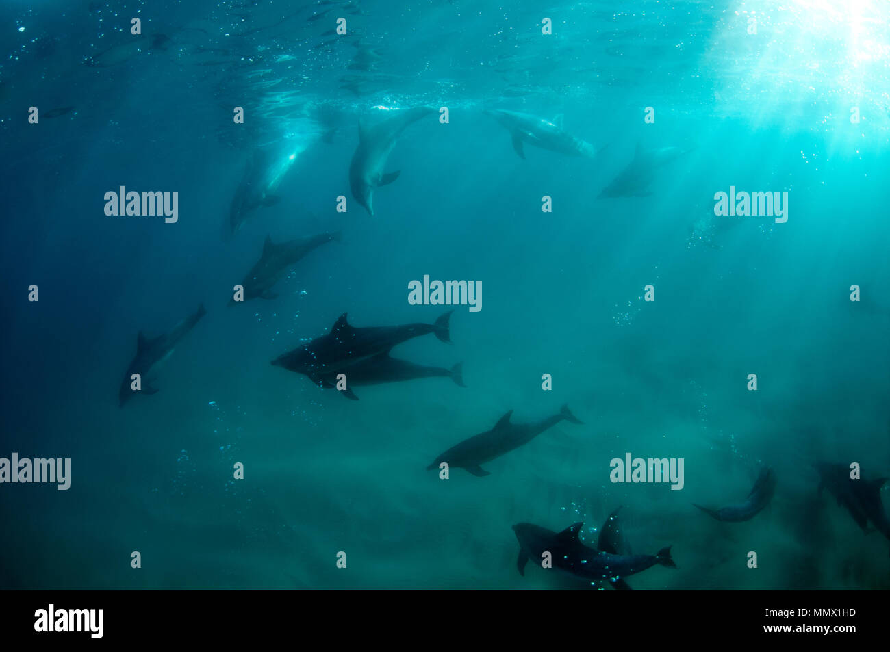 Pod of bottlenose dolphins hi-res stock photography and images - Alamy