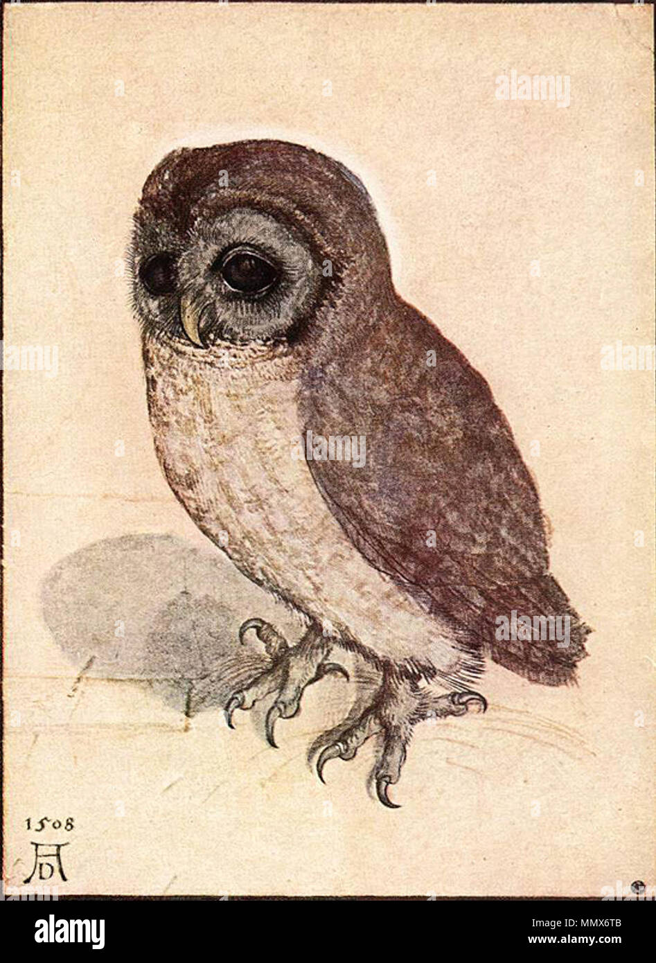 Dürer, Albrecht - Kleine Eule - 1508 Stock Photo - Alamy
