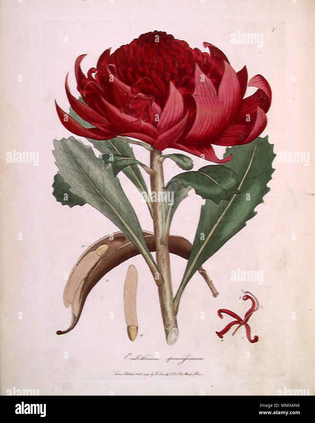 Thomas watling hi-res stock photography and images - Alamy