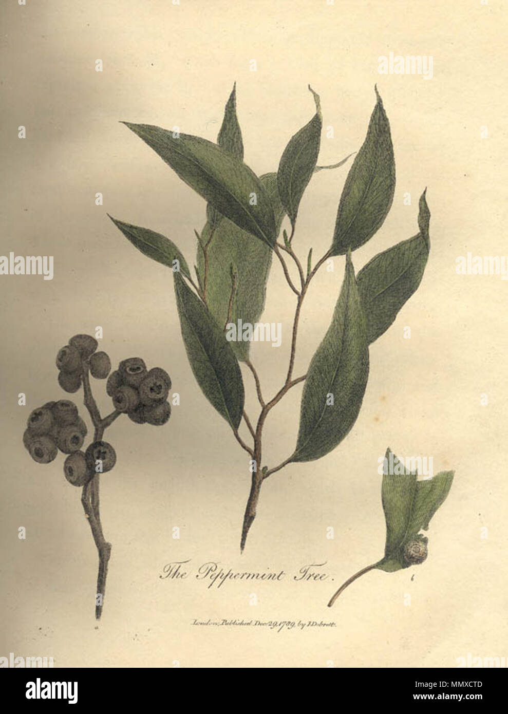 . This is Plate 23 from John White's Journal of a Voyage to New South ...