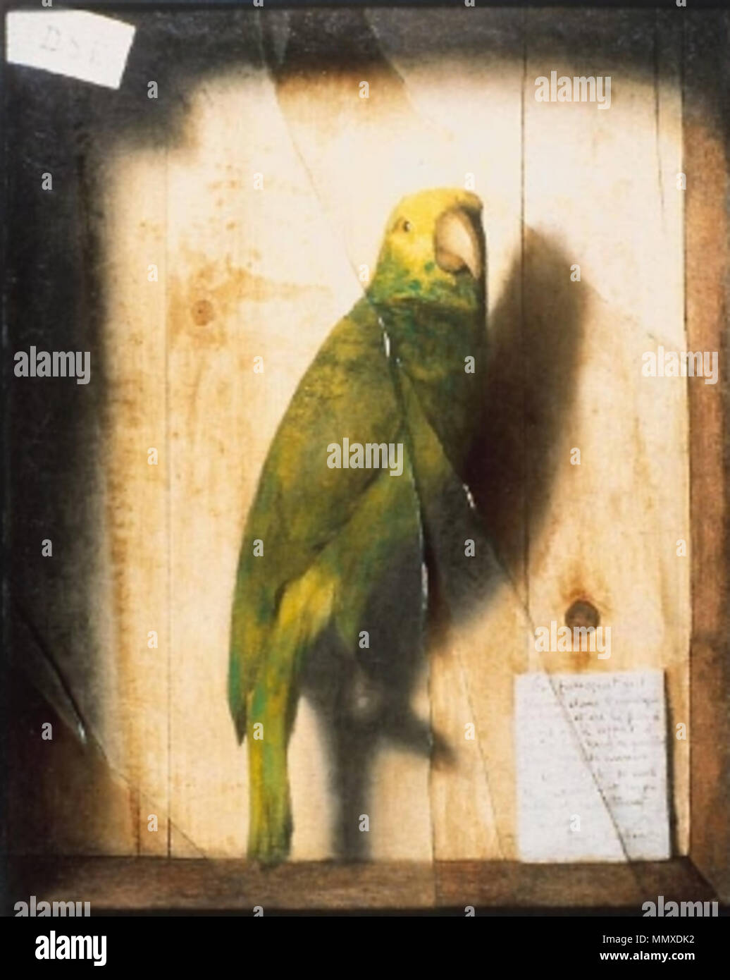 . The parrot is a Yellow-headed Amazon Evans, DeScott - Homage to a ...