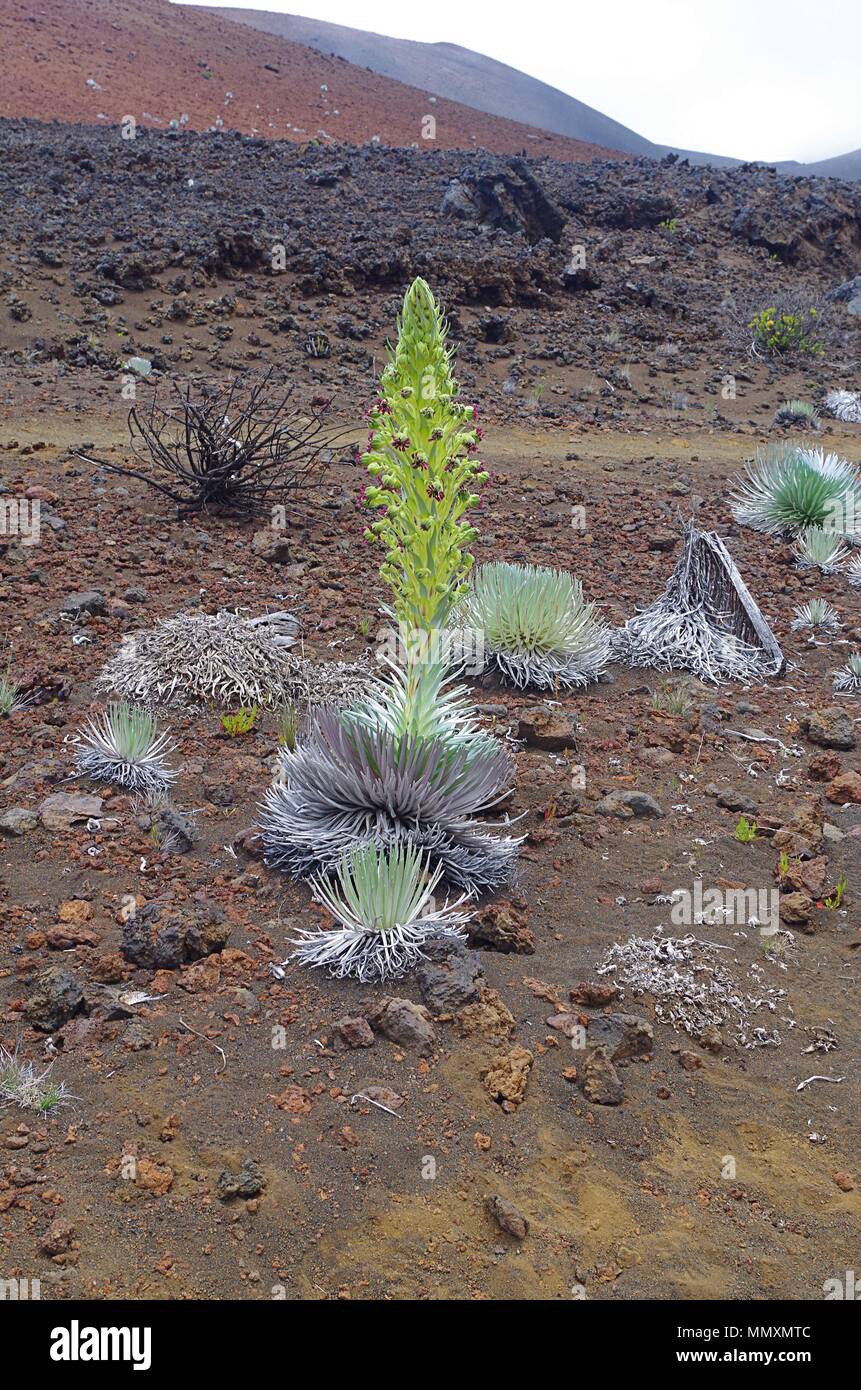 A silversword plant growing on Haleakala on Maui in Hawaii Stock Photo ...