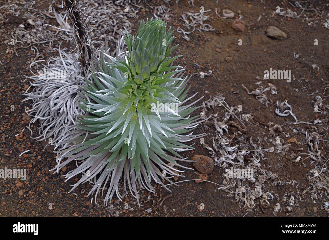 A silversword plant on Haleakala volcano on Maui in Hawaii Stock Photo ...