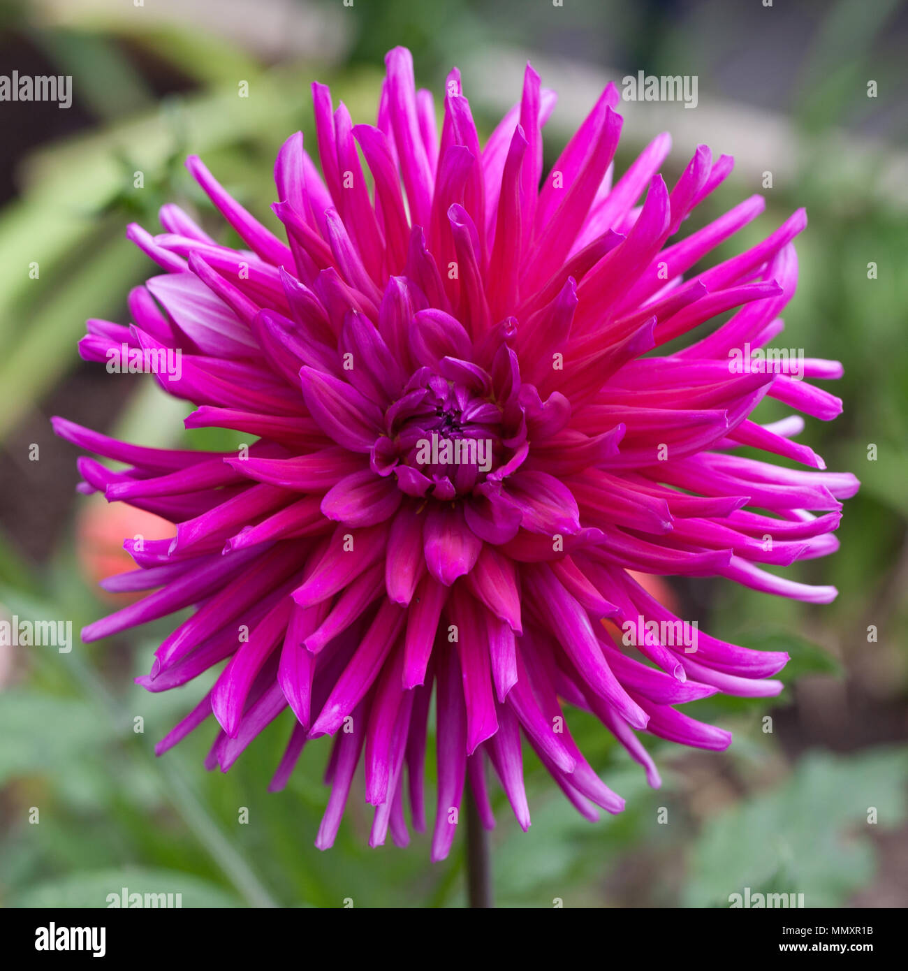 Dahlia orfeo hi-res stock photography and images - Alamy