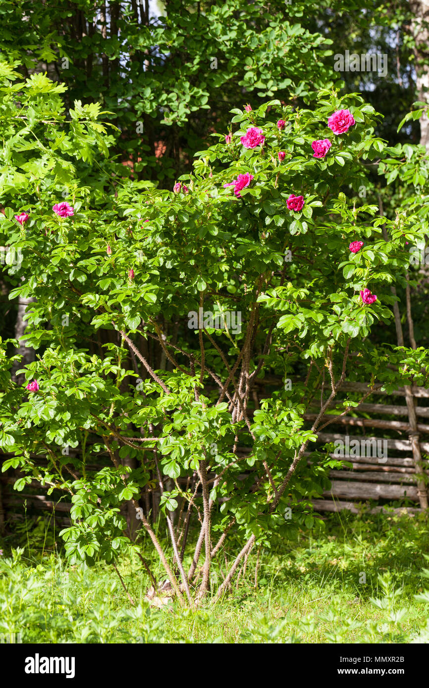 Rugosa rose hi-res stock photography and images - Alamy