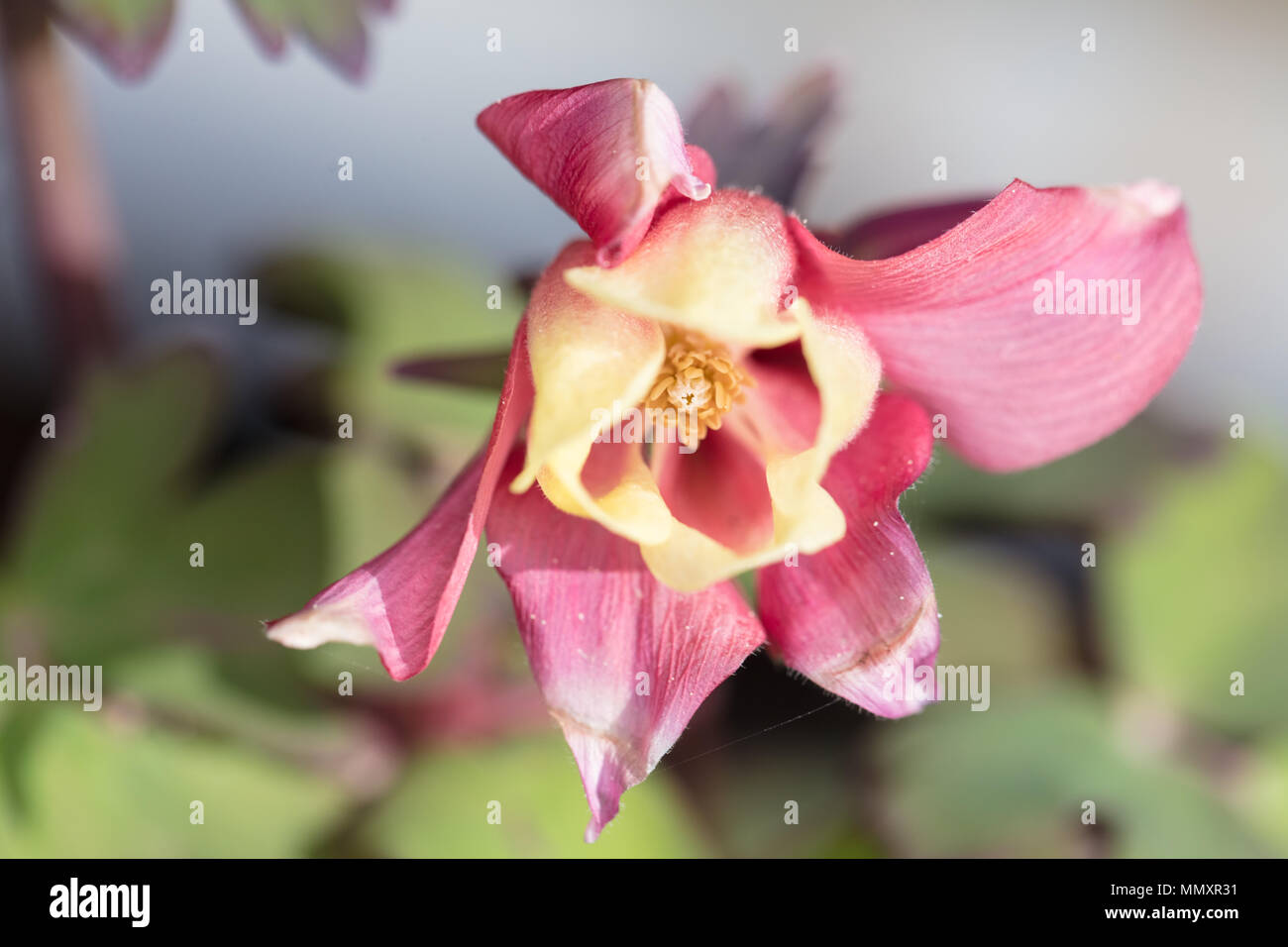 'Rose and Ivory' Hybrid columbine, Guldakleja (Aquilegia hybrida Stock ...