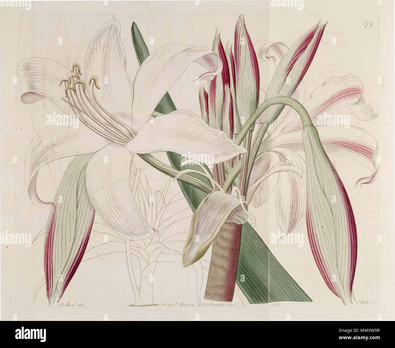 . Crinum latifolium . 1821. Botanical Register 579 Crinum latifolium ...