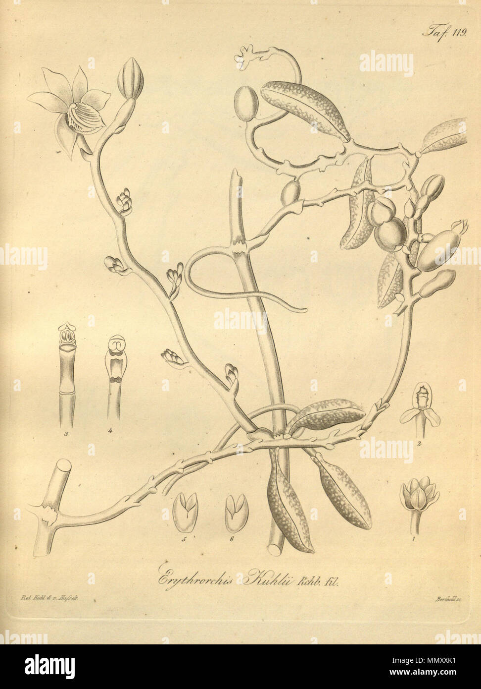 Galeola nudifolia hi-res stock photography and images - Alamy