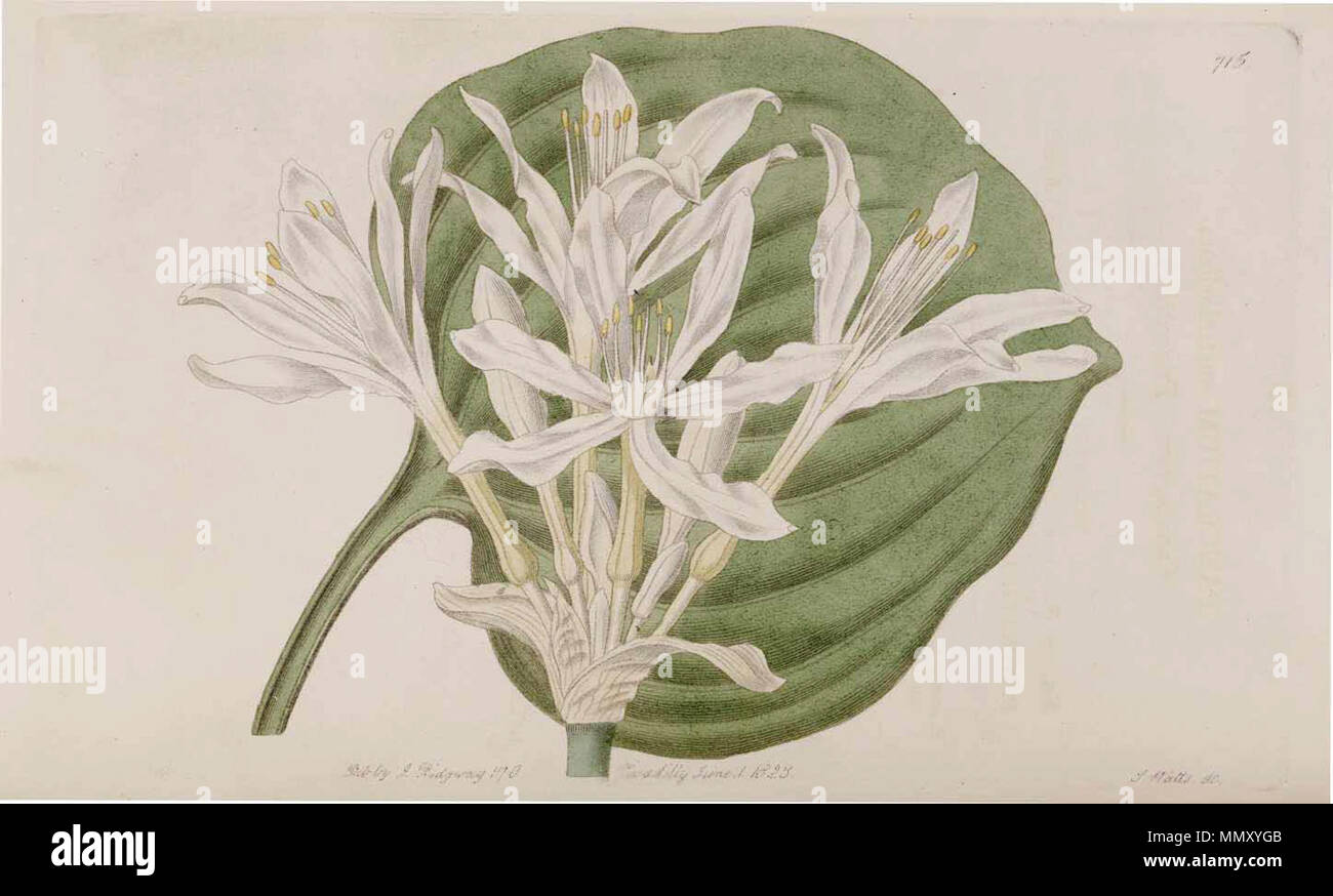 Proiphys amboinensis hi-res stock photography and images - Alamy