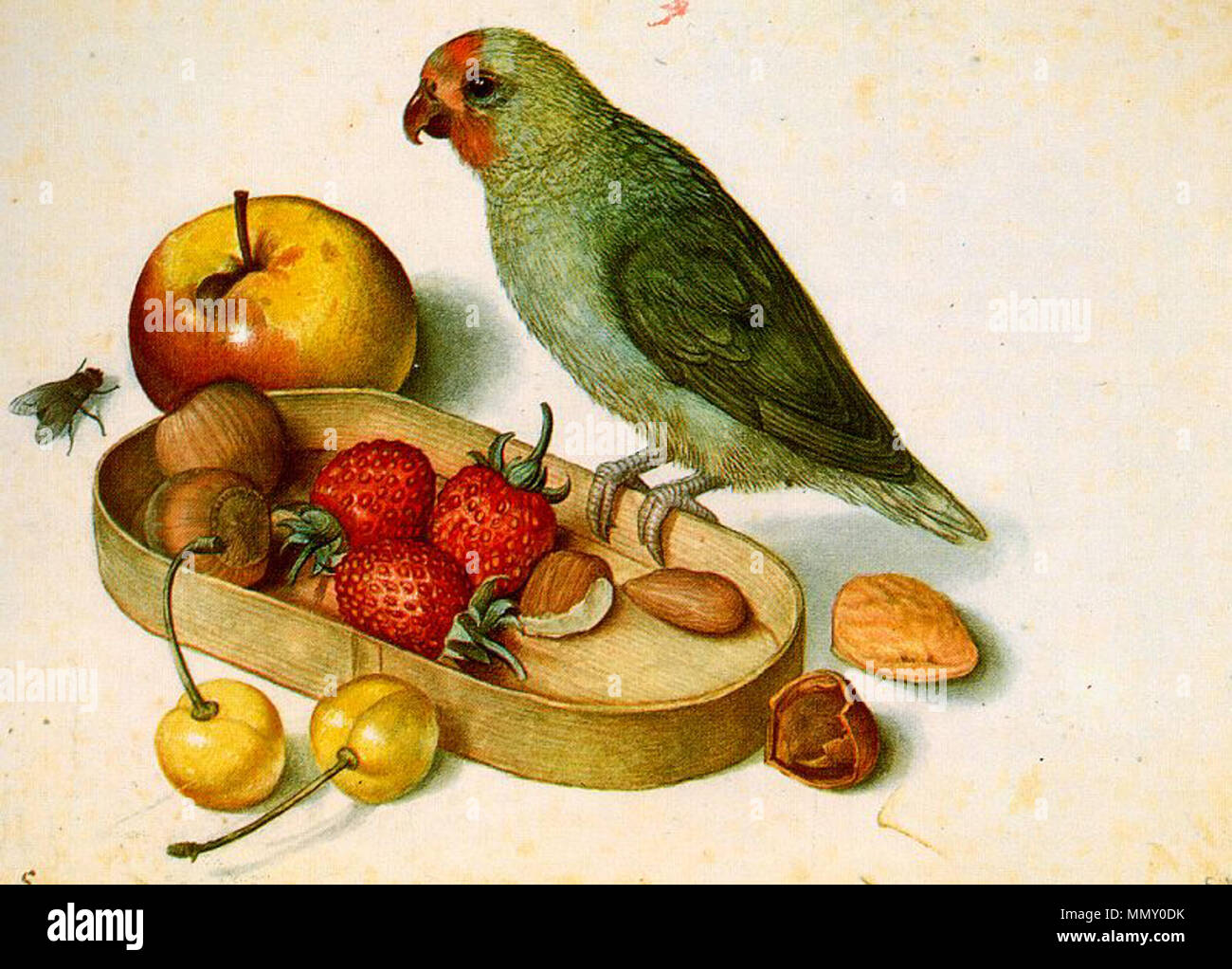 Still life with parrot hi-res stock photography and images - Alamy