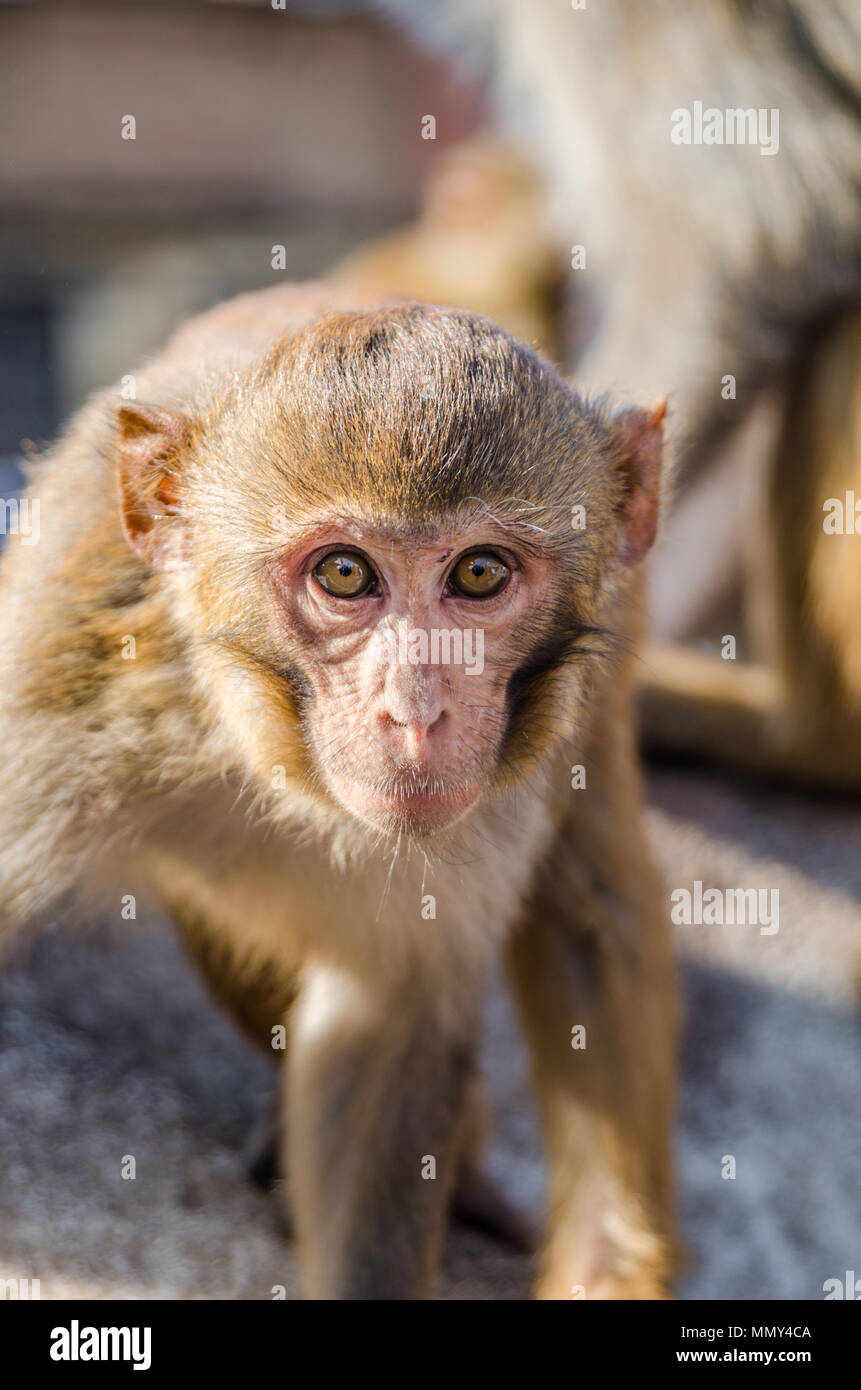 Monkey at Swayambhunath Stupa, Kathmandu, Nepal Stock Photo - Alamy