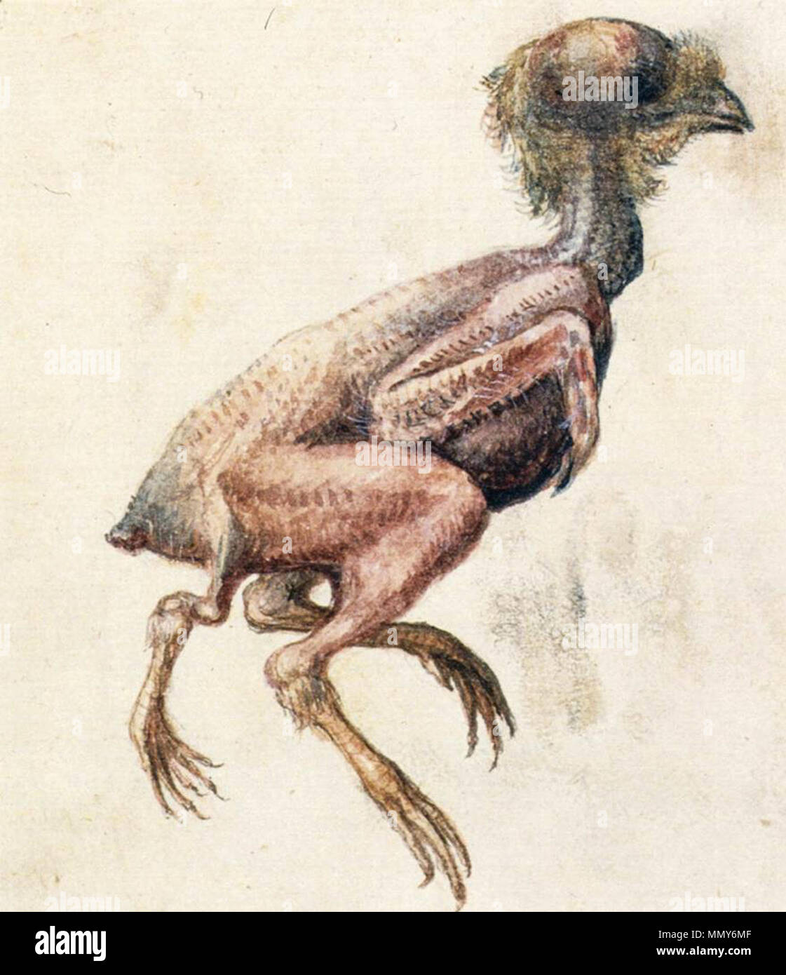 Study of a Featherless Three-Footed Chick. 1571. Giuseppe Arcimboldo ...