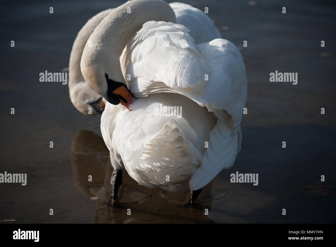 Two feather action animal avian beak fauna hi-res stock photography and ...