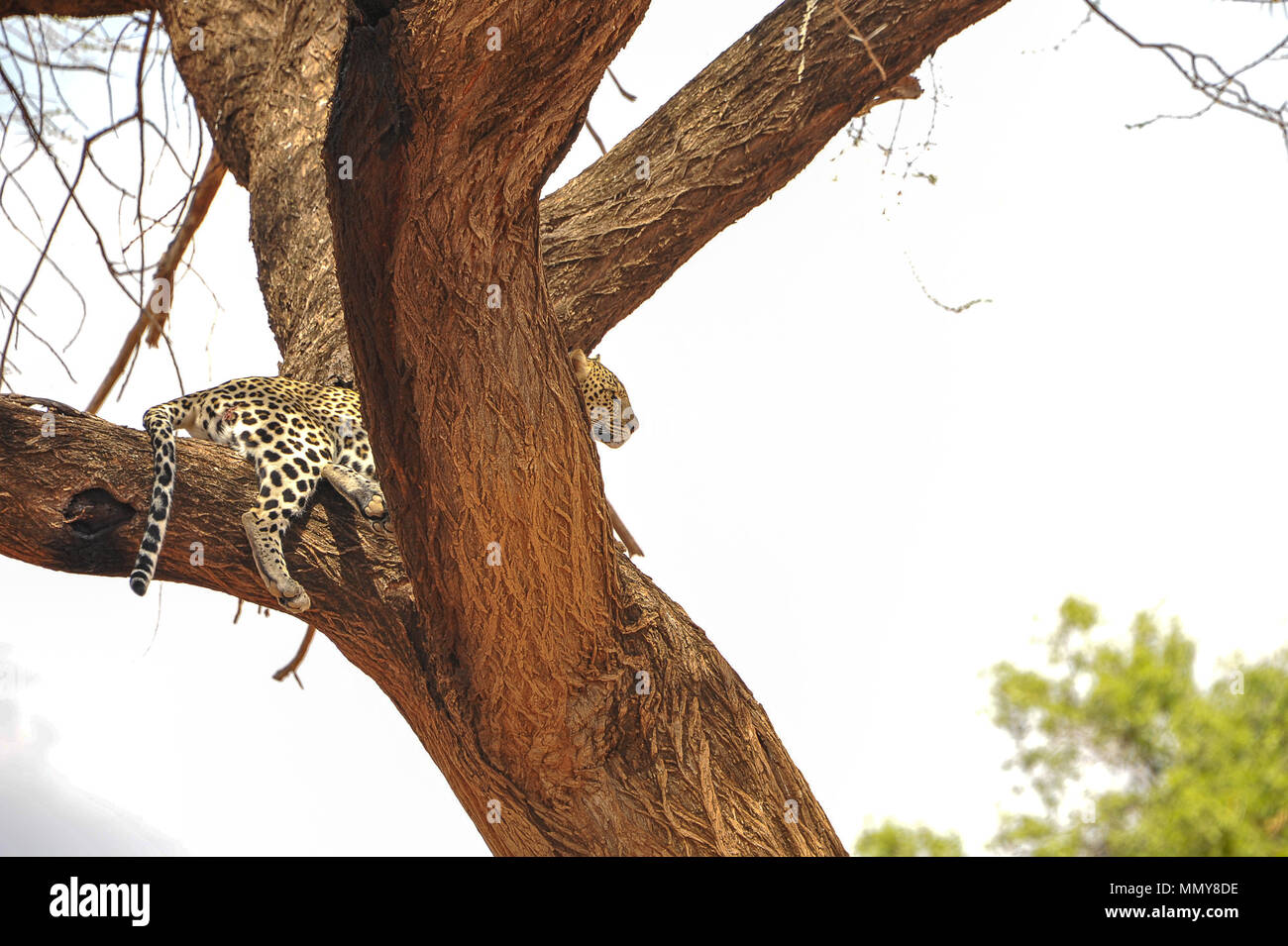 A leopard (Panthera pardus) waits patiently for prey, high up in the ...