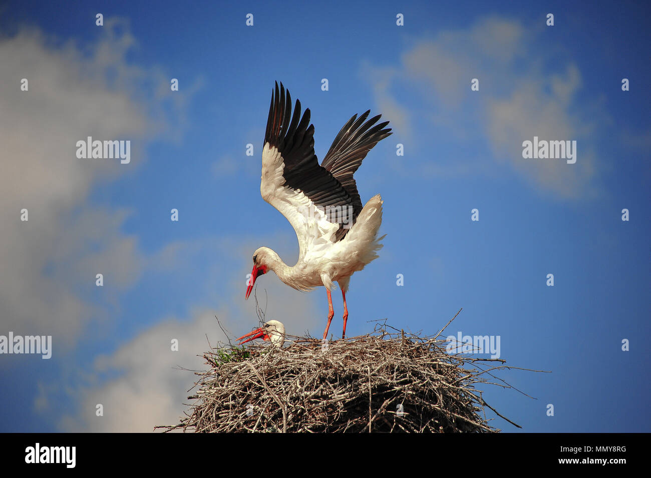 Giant stork hi-res stock photography and images - Alamy