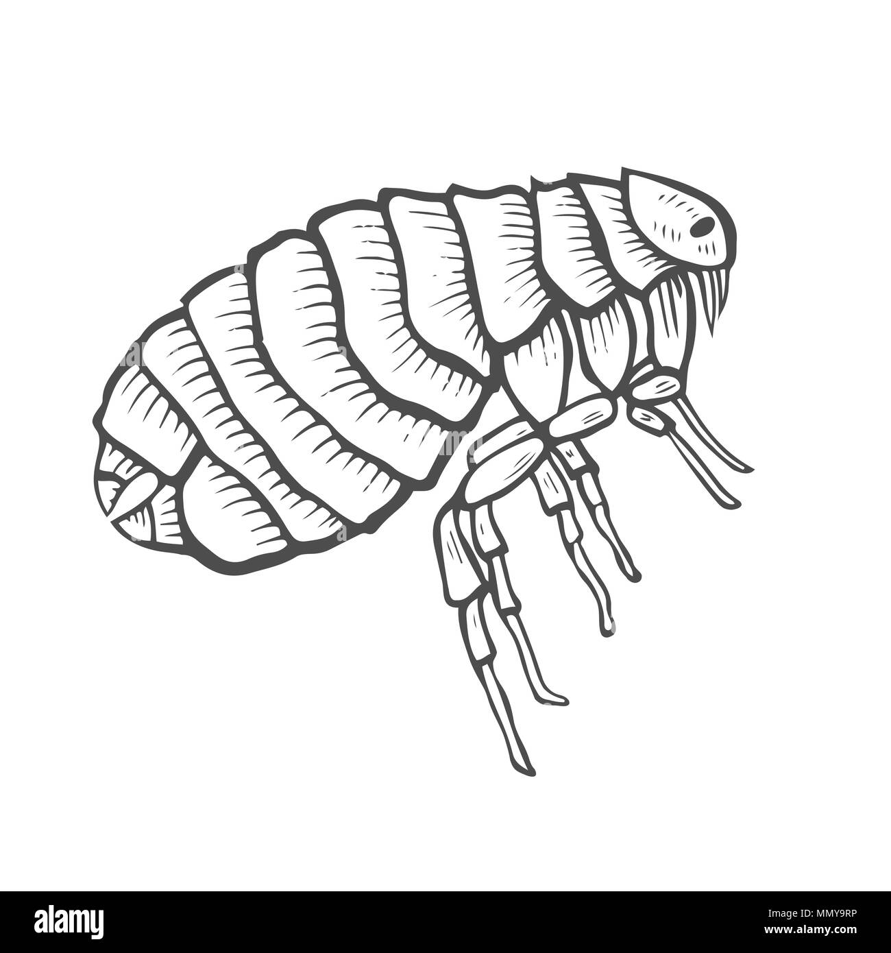 Flea insect parasite engraving vector illustration. Scratch board style ...