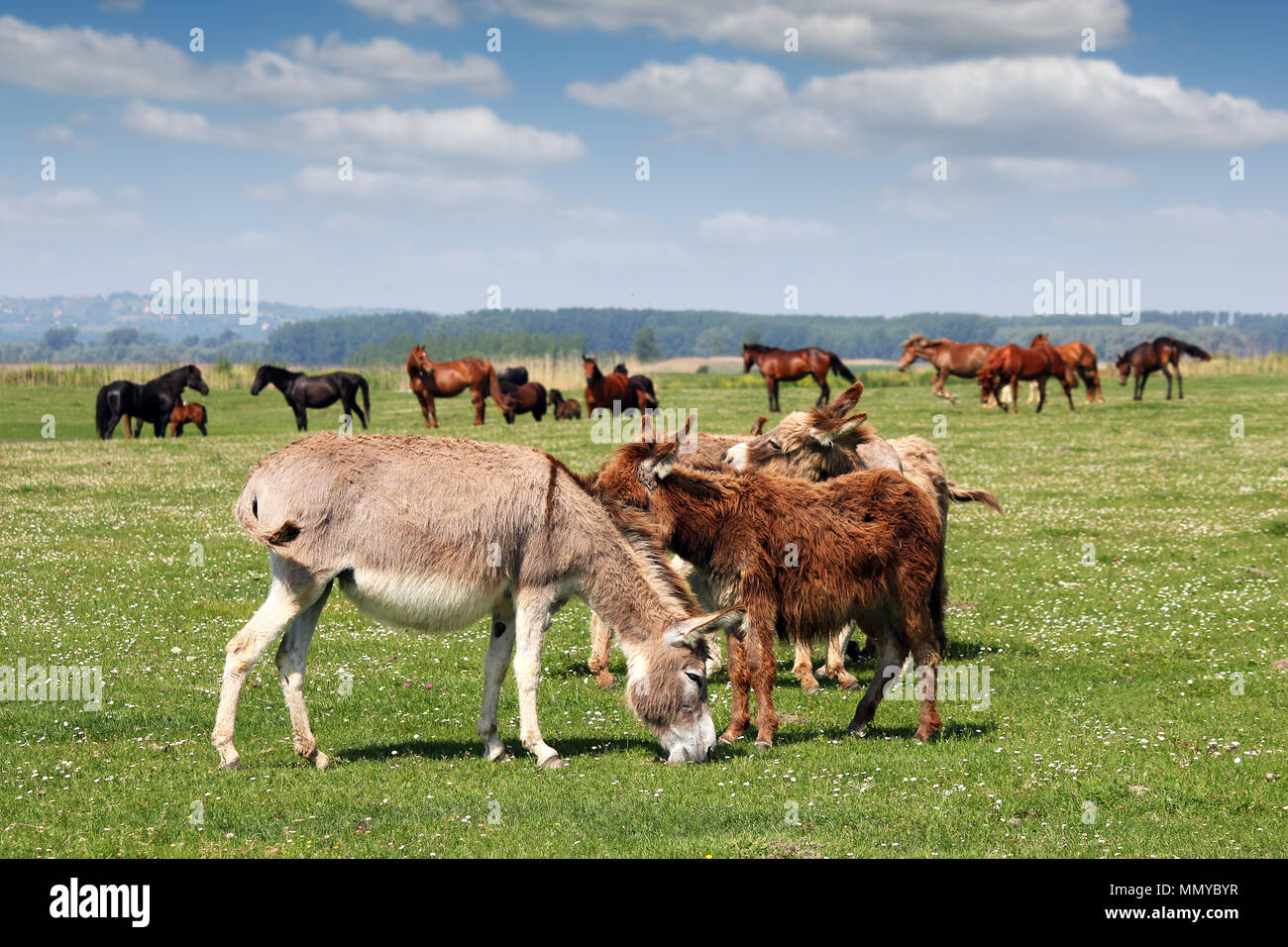donkeys and horses in pasture Stock Photo - Alamy