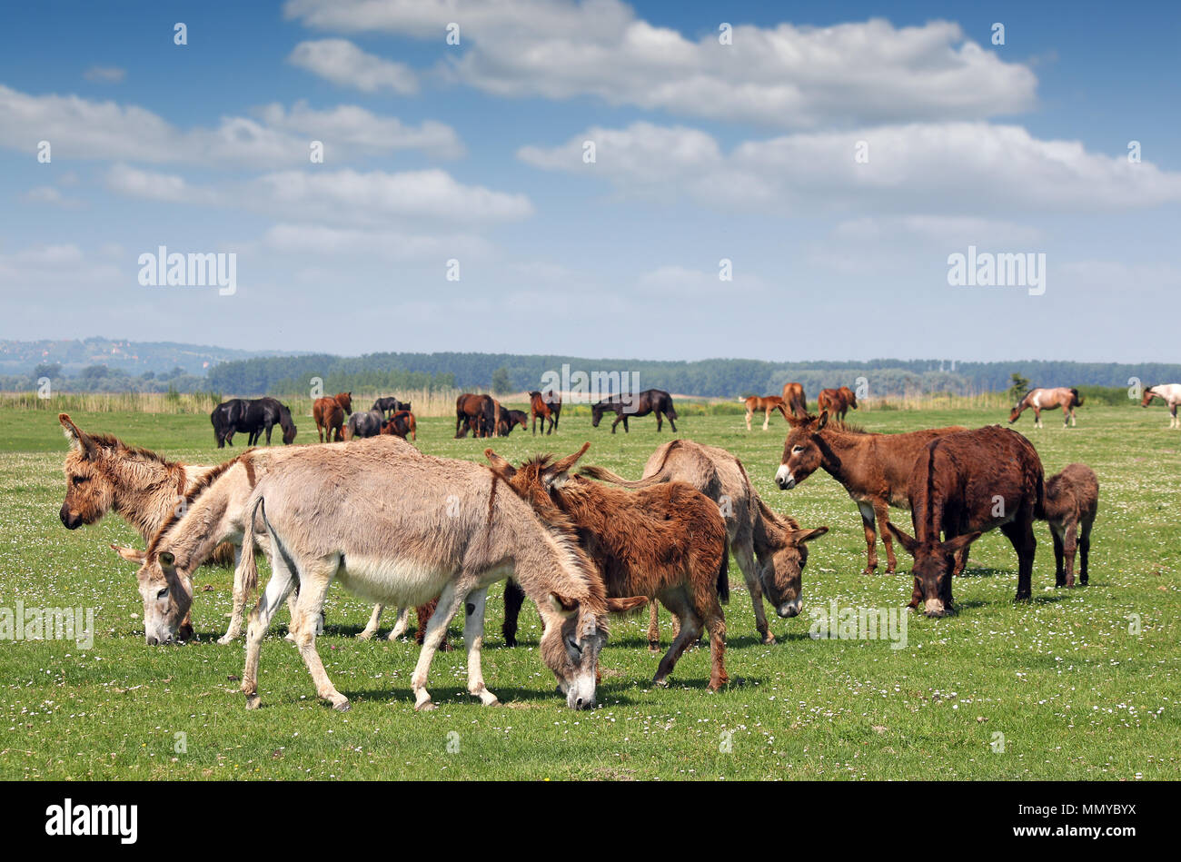 Donkeys in pasture hi-res stock photography and images - Alamy