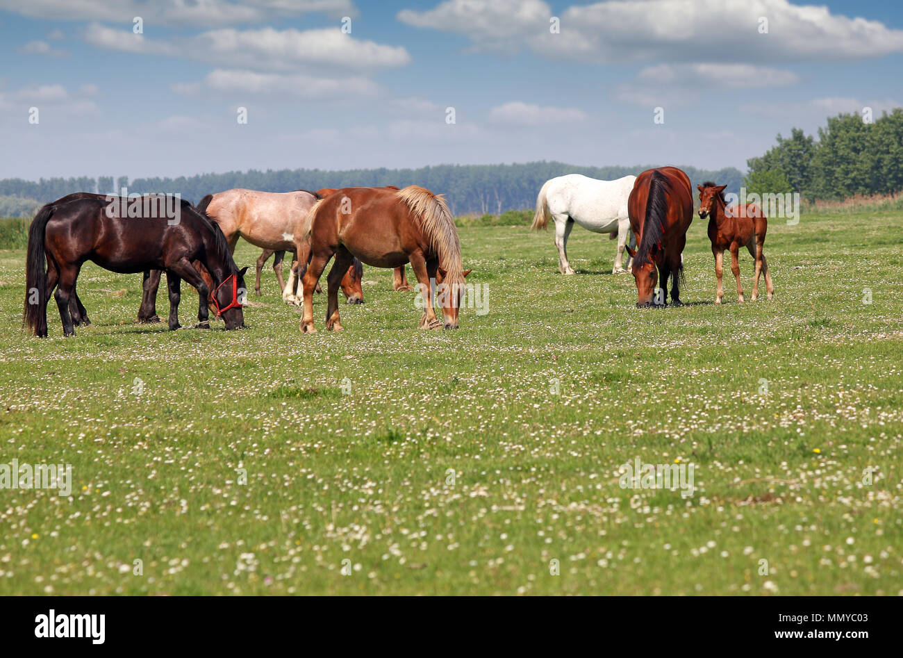Herd of horses in pasture spring season Stock Photo - Alamy