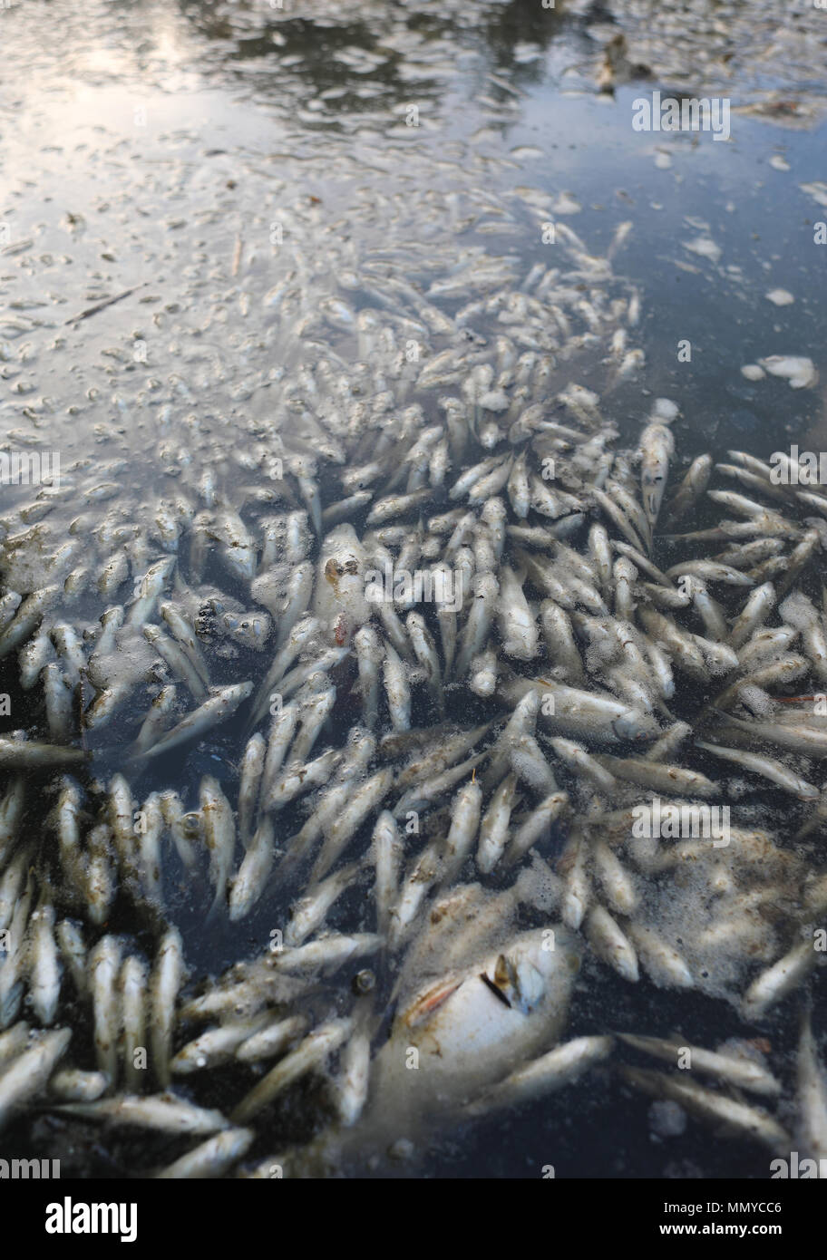 Polluted water hi-res stock photography and images - Alamy