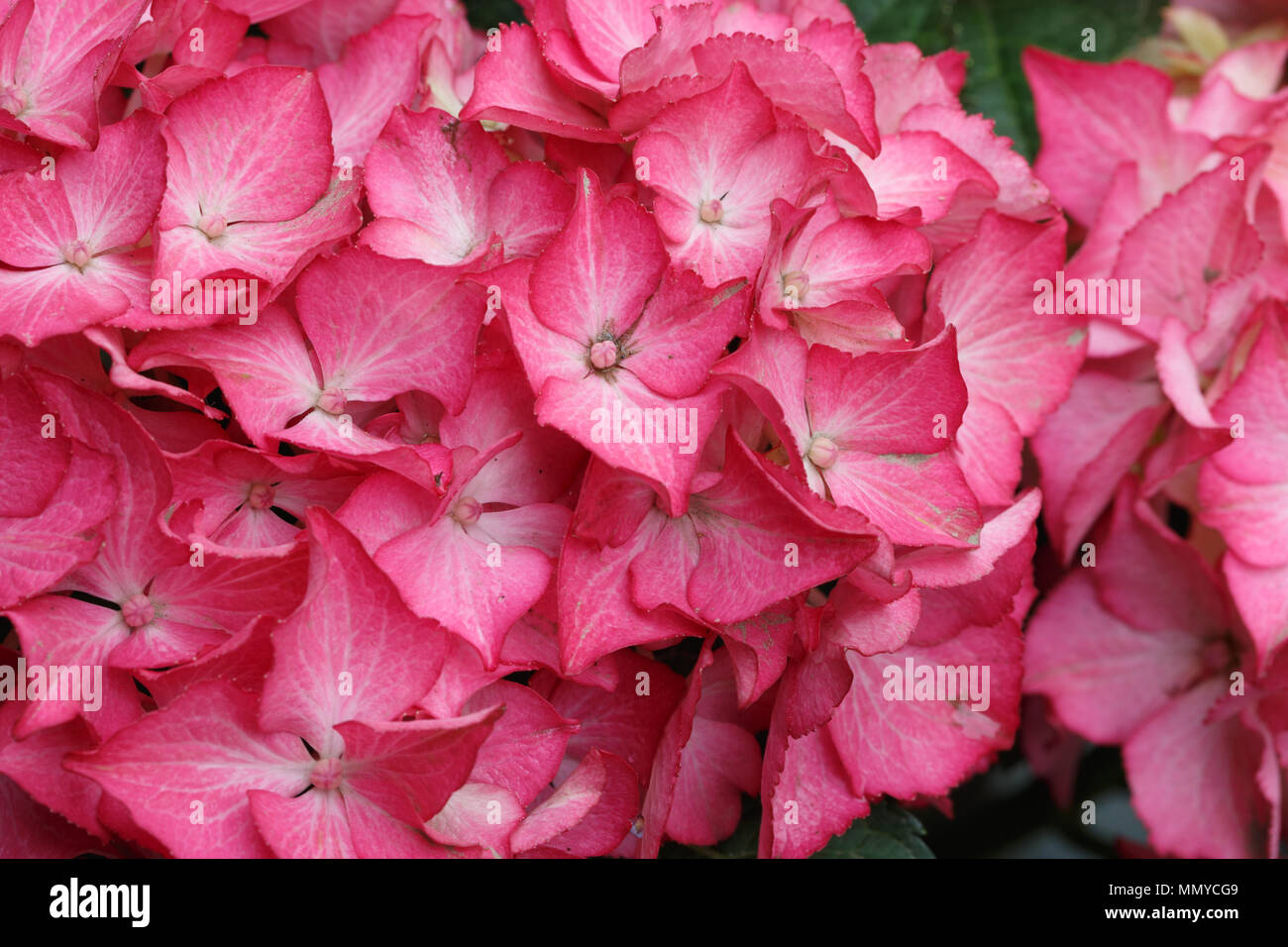 Colorful background of blooming hydrangea Stock Photo - Alamy