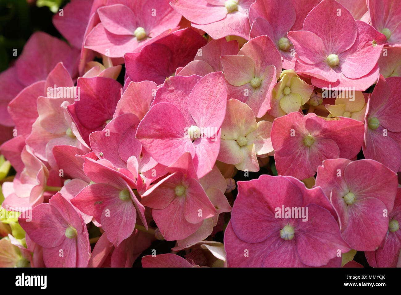 Hydrangea decorations hi-res stock photography and images - Alamy