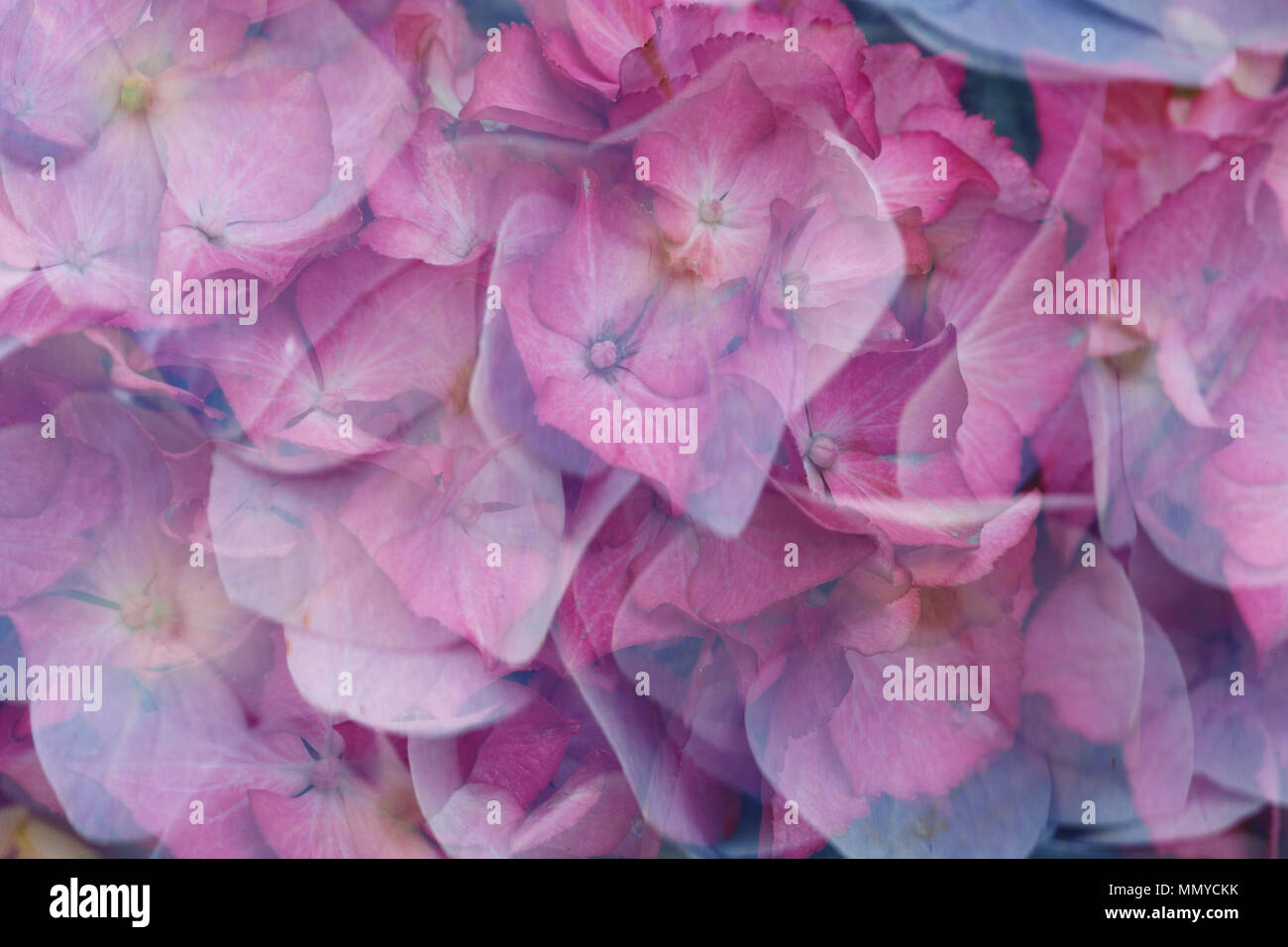 Colorful background of blooming hydrangea Stock Photo - Alamy