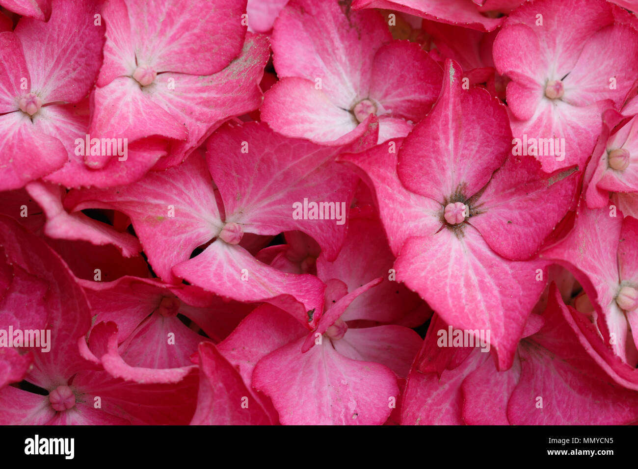 Colorful background of blooming hydrangea Stock Photo - Alamy